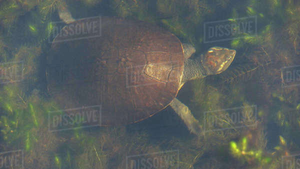high angle view of a northern yellow-faced turtle swimming among ...