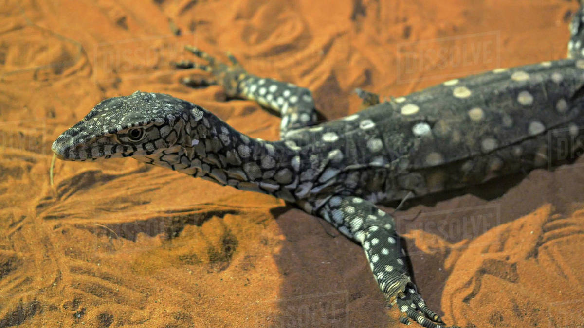 high angle close up shot of an australian goanna - Royalty-free Stock ...