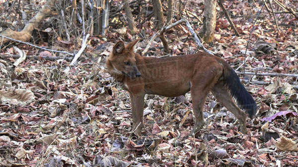 medium angle side view of a male dhole or wild dog at tadoba andhari ...