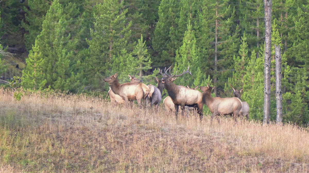 a bull elk and cows on a hill at hayden valley in yellowstone national ...