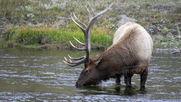 close up of a elk bull drinking at yellowstone national park in wyoming ...