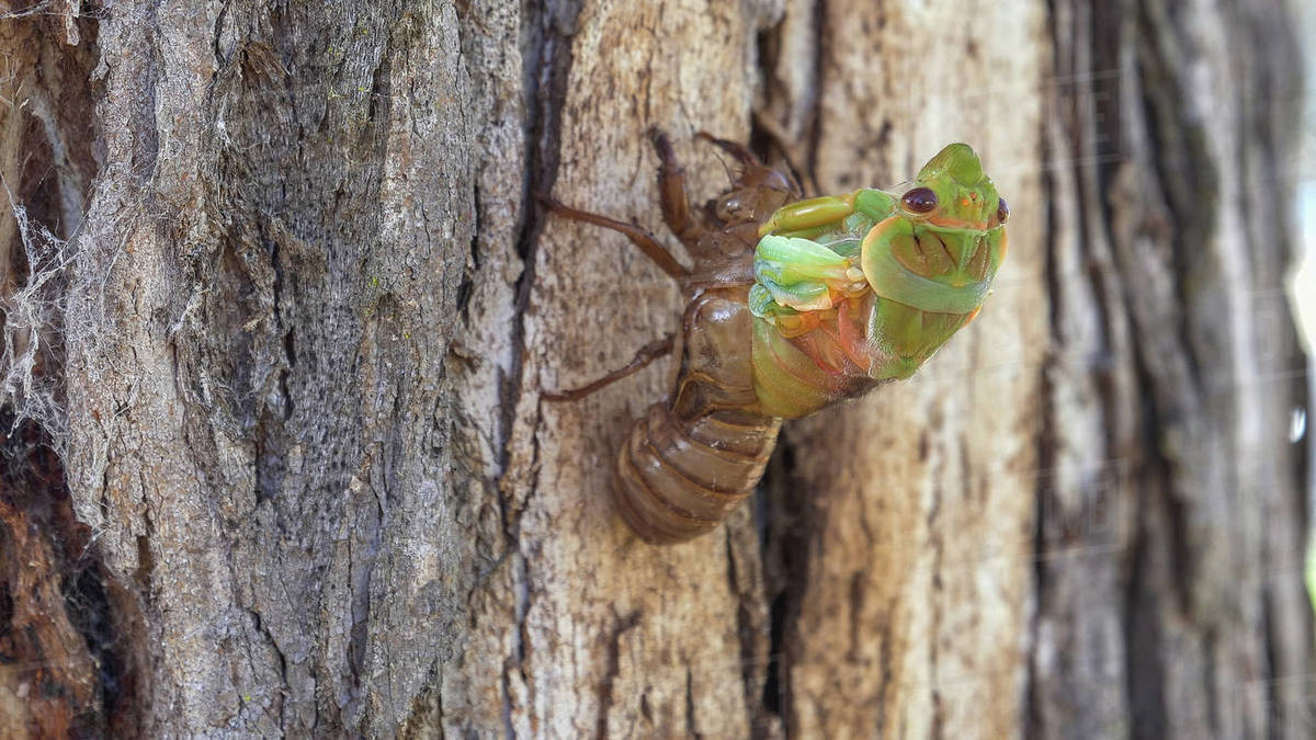 side view of a cicada emerging from its shell on a gum tree at ebor in ...