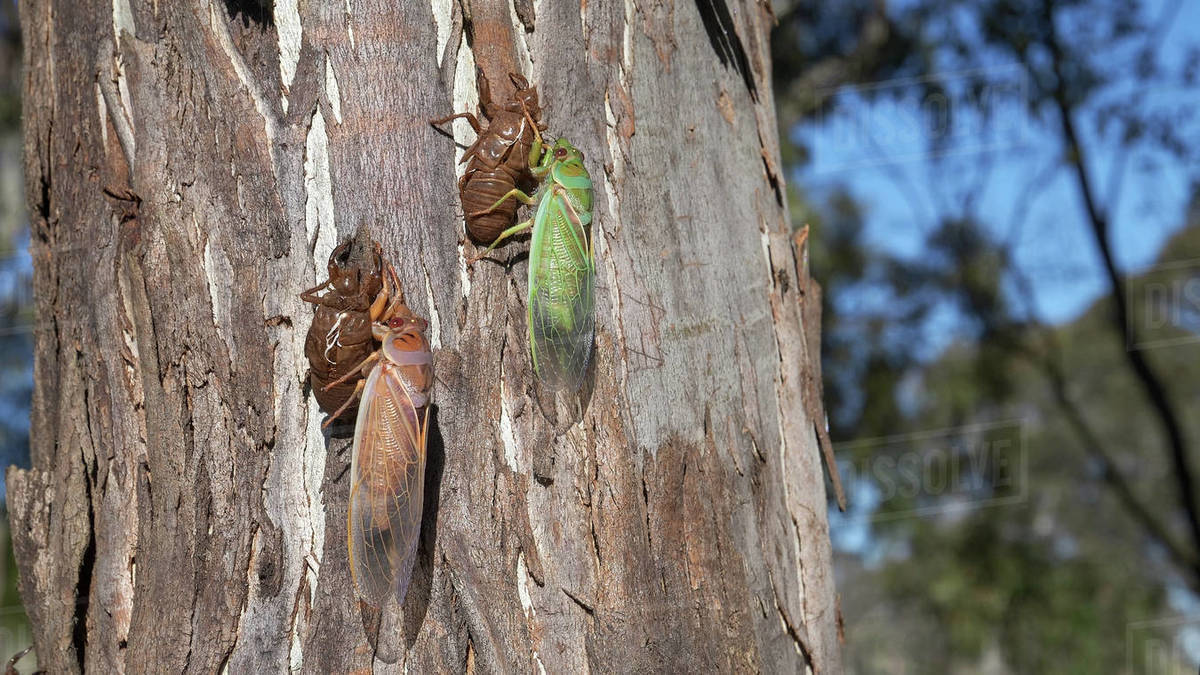 wide view of two color forms of cicada, a green cicada and a brown ...