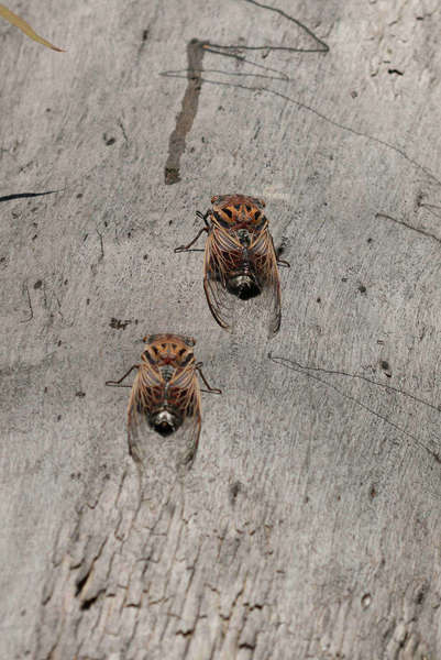 two double drummer cicadas on a tree trunk at dunns swamp in wollemi ...
