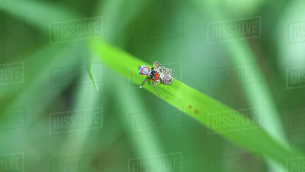 overhead shot of a maratus splendens peacock spider mating on a blade ...
