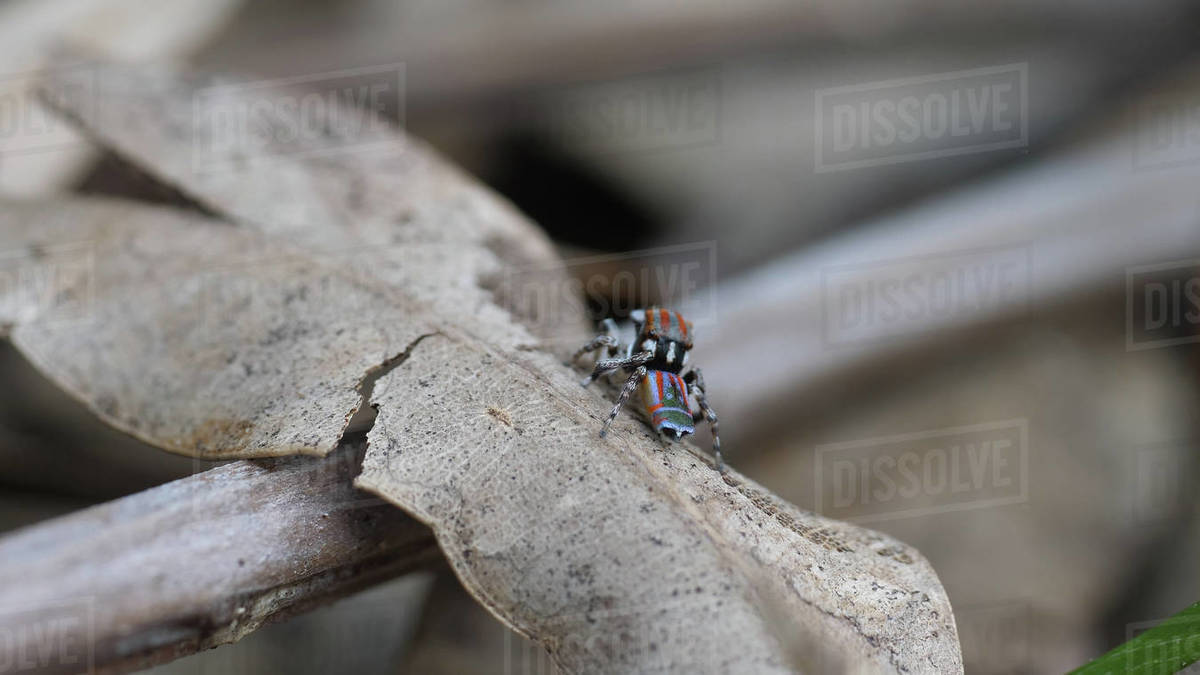 rear view of a male maratus volans spider preparing to jump- M. volans ...