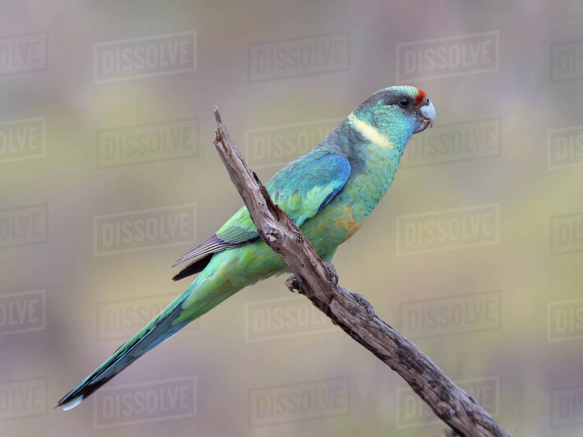 side view of a male mallee ringneck parrot perched on a branch at ...