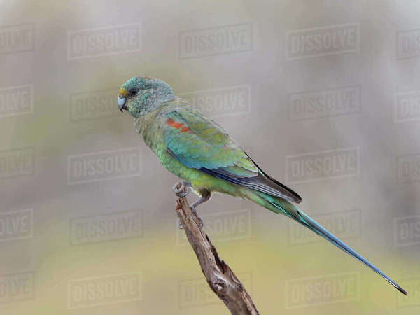 a female mulga parrot on a tree branch at gluepot reserve in south ...