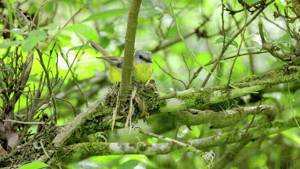 an eastern yellow robin building a nest in a tree at a forest on the ...