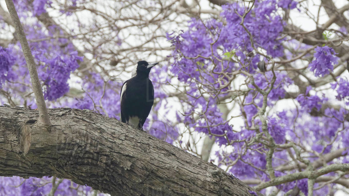 close view of an australian magpie perched on a large jacaranda tree in ...