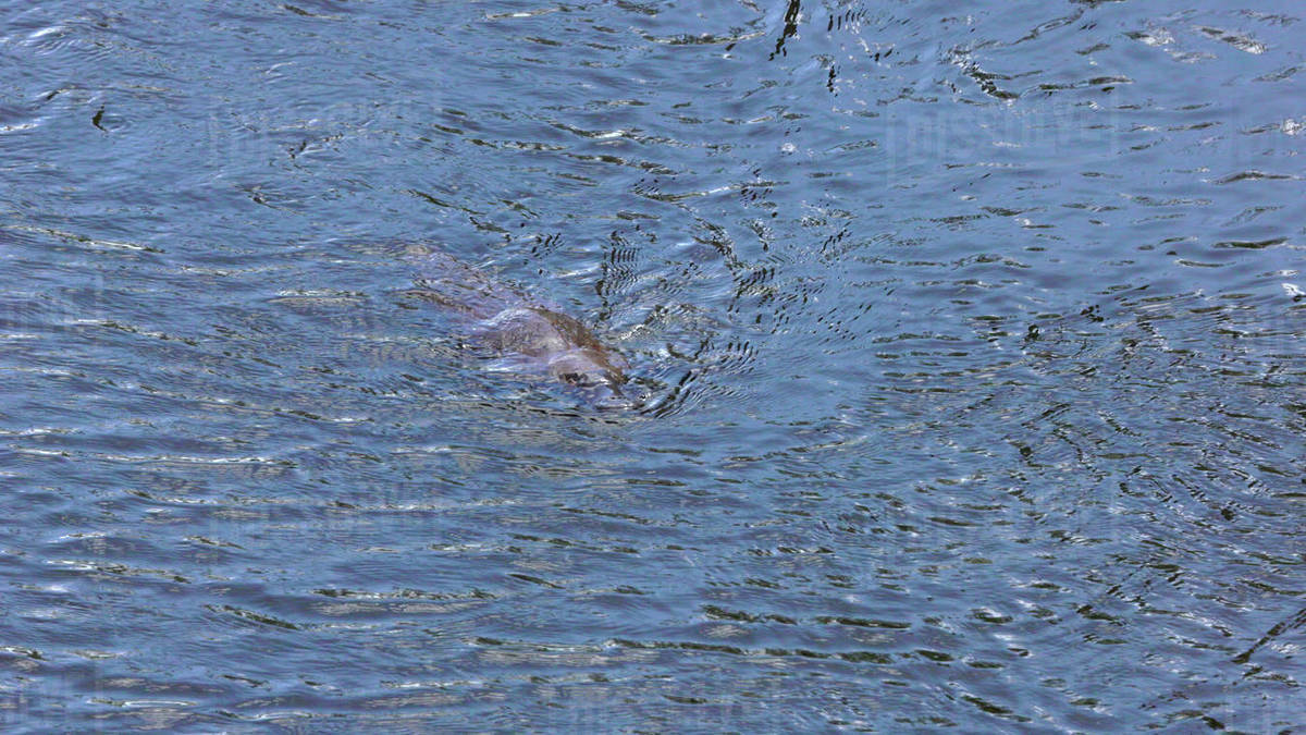 overhead shot of a duck-billed platypus swimming and approaching in the ...