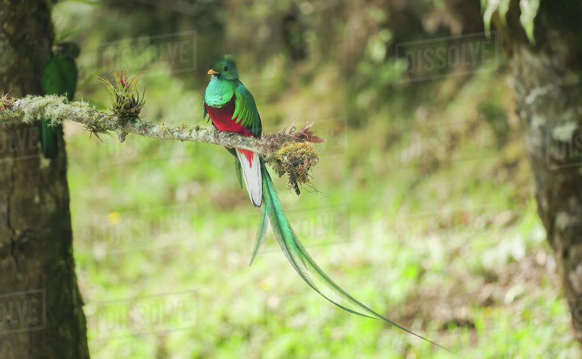 a male resplendent quetzal looks out for danger while a female builds a ...