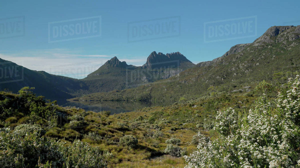 tea tree bushes with cradle mt and dove lake in the distance on a calm ...