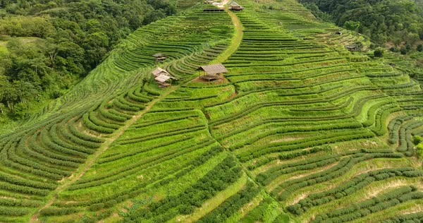 Aerial view of tea plantation terrace on mountain. - Stock Video ...