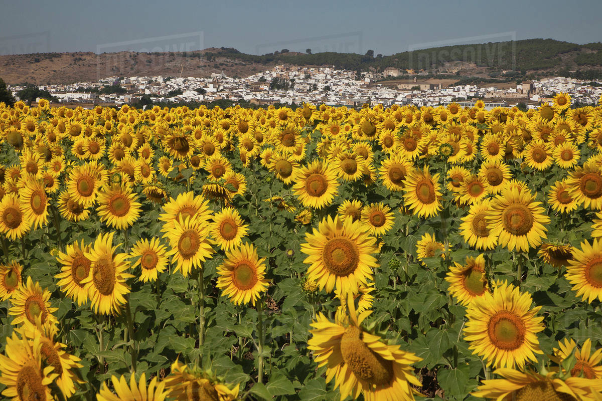 Spain, Andalusia, Cadiz Province. Sunflower fields near the white hill ...