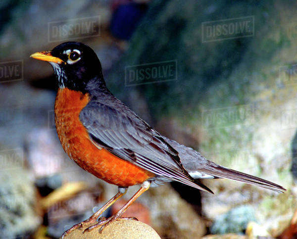 USA, Minnesota, Mendota Heights, male Robin (thrush) - Royalty-free ...