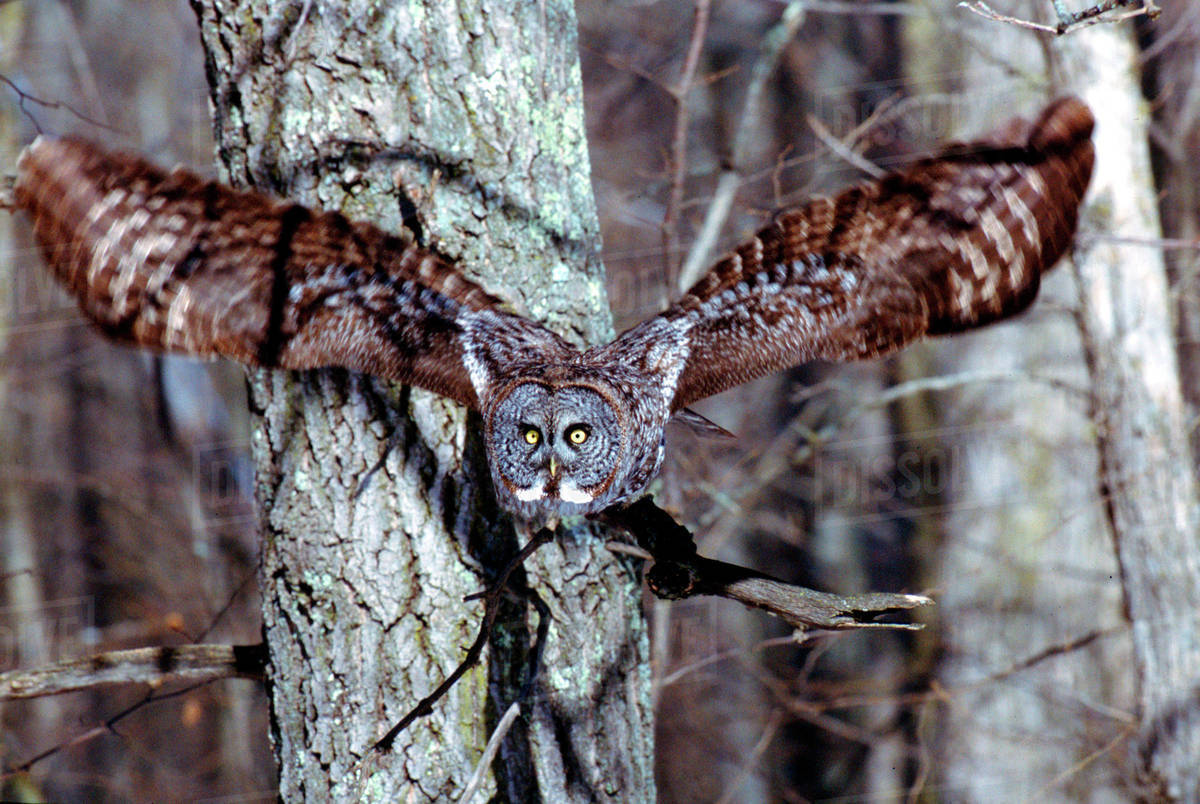 Great Gray Owl in flight, Sandstone MN, - Royalty-free Stock Photo ...