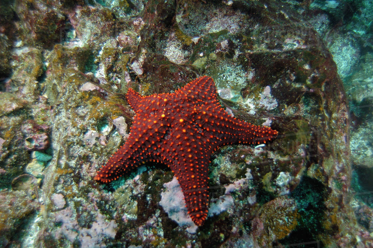 Panamic Cushion Star (Pentaceraster cummingi) Central Isles Galapagos ...