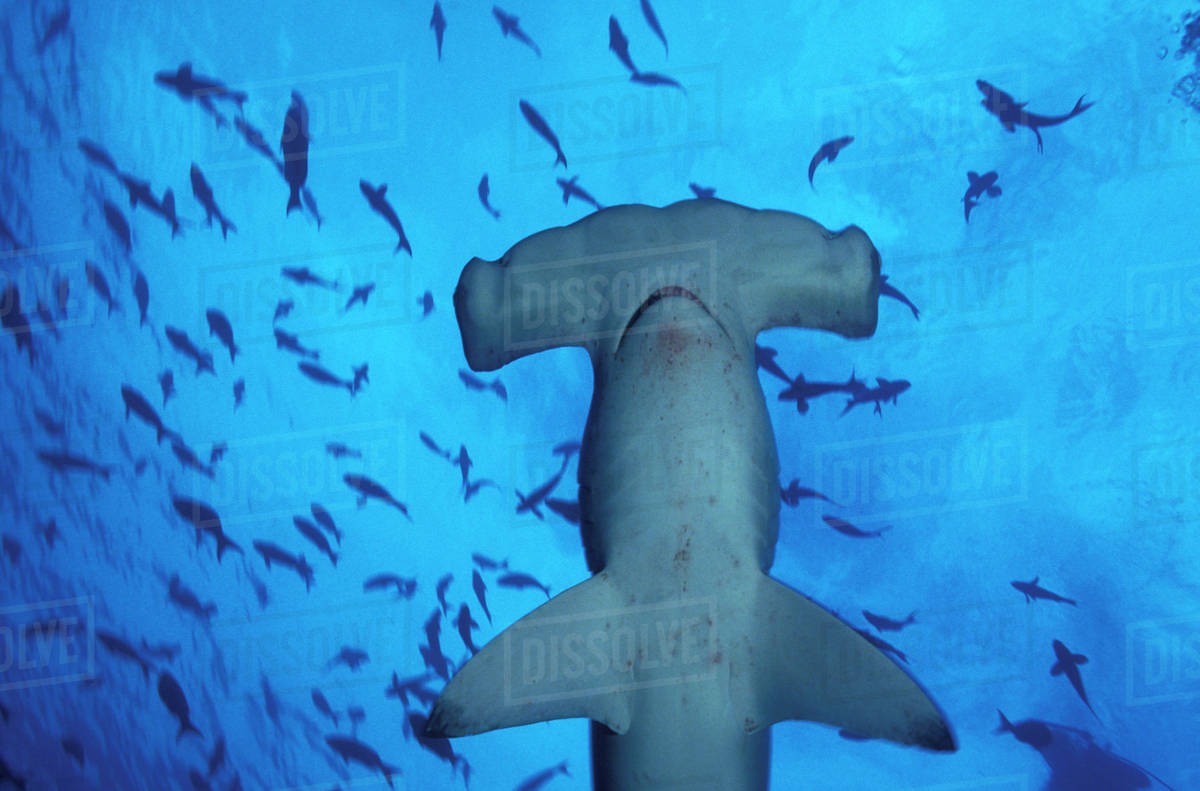 South America, Ecuador, Galapagos Islands Hammerhead Shark from below ...