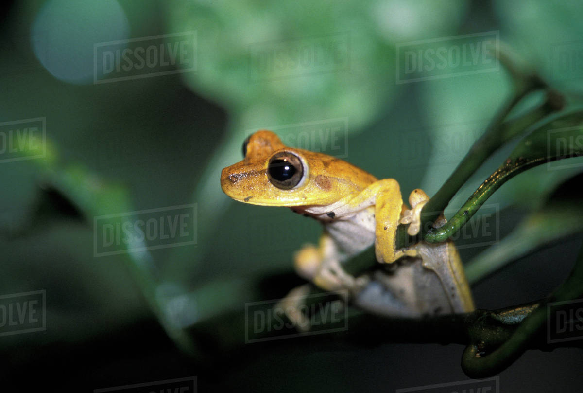 Peru, Tambopata River. Night nature walk, Tree Frog on leaf. - Stock ...