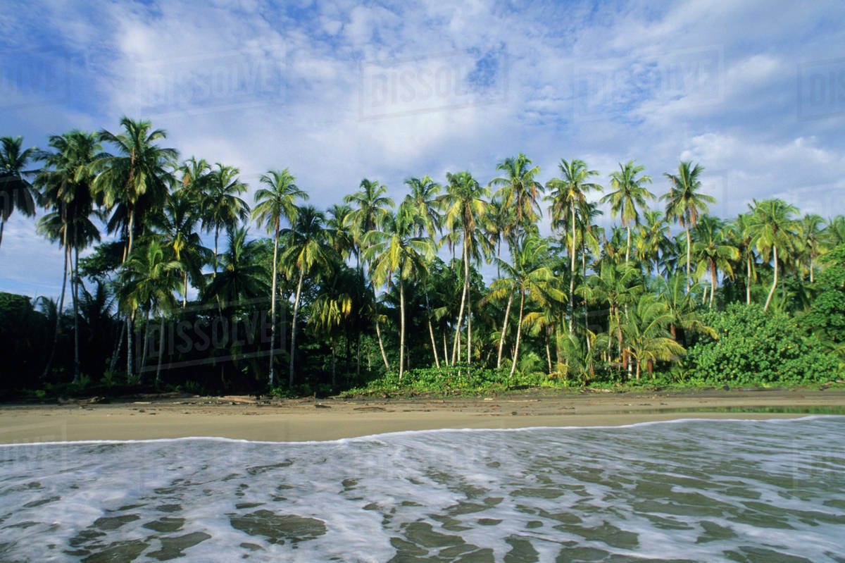 Costa Rica, palms on the beach, near Limon, Cahuita National Park ...