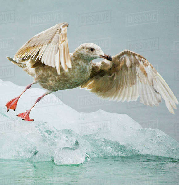 USA, Alaska, Inside Passage. Close-up of immature gull taking off from ...