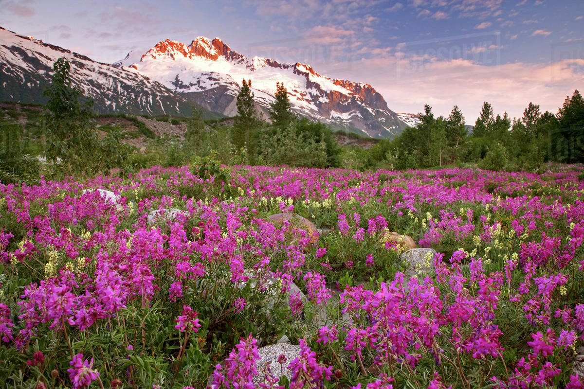 USA, Alaska, Alsek River Valley. View of wildflowers and Fairweather ...