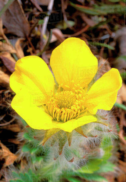 North America, USA, Alaska, Denali National Park. Yellow wild flowers ...