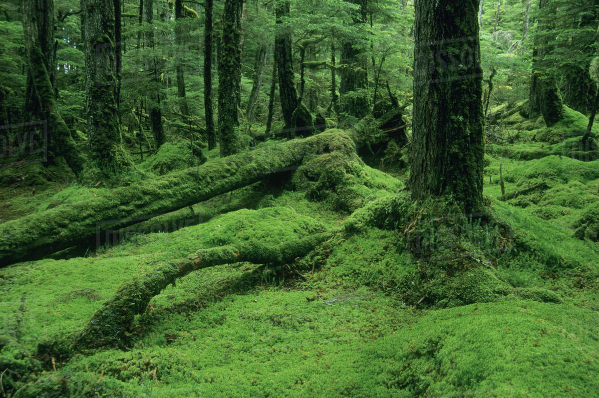 Alaska, Tongass National Forest, W. Brothers Island, southeast, mossy ...