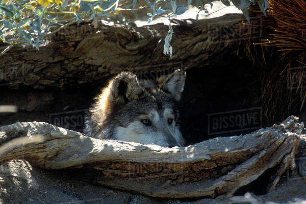 Mexican wolf in southern Arizona.(captive) - Royalty-free Stock Photo ...