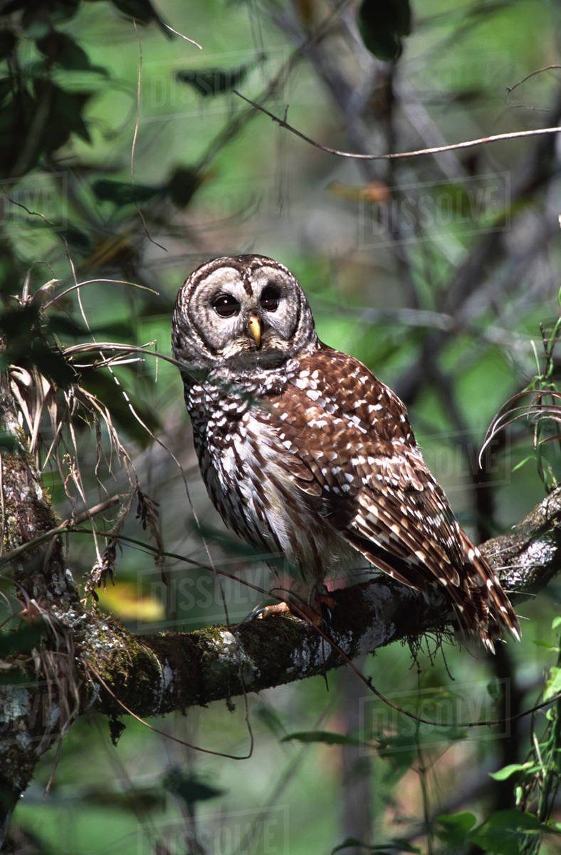 North America, USA, Florida, Cork Screw Swamp Sanctuary. Barred Owl ...