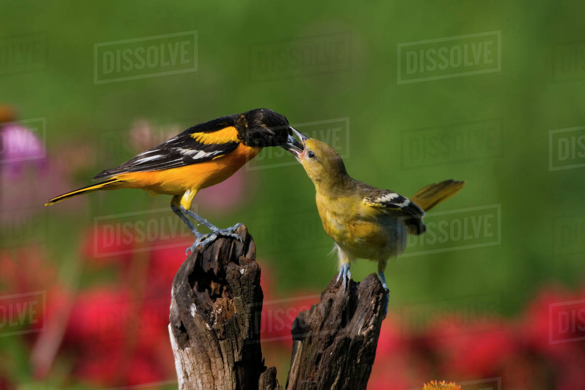 Baltimore Oriole (Icterus galbula) female feeding fledgling on fence ...