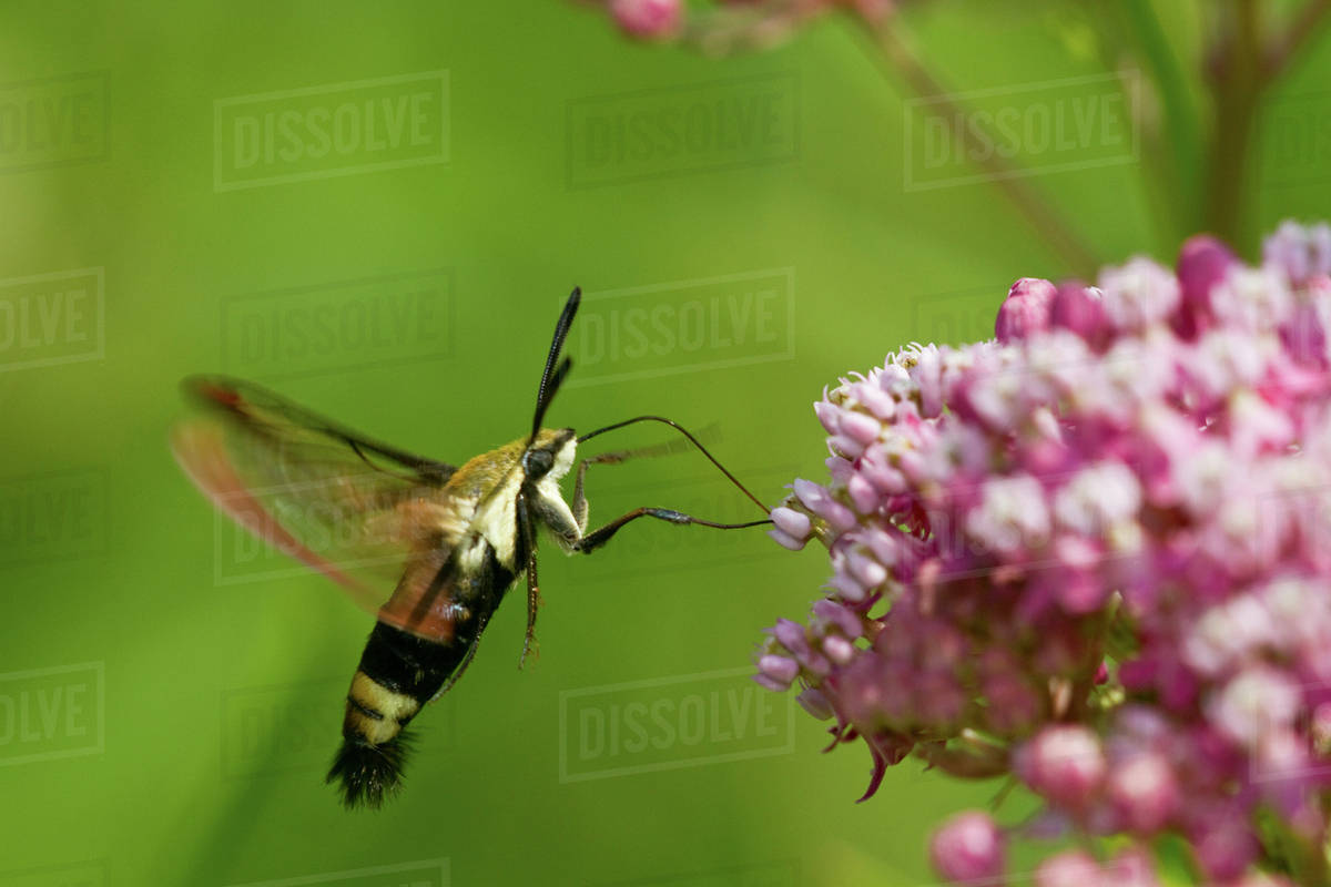 Hummingbird Clearwing Moth (Hemaris thysbe) on Swamp Milkweed ...
