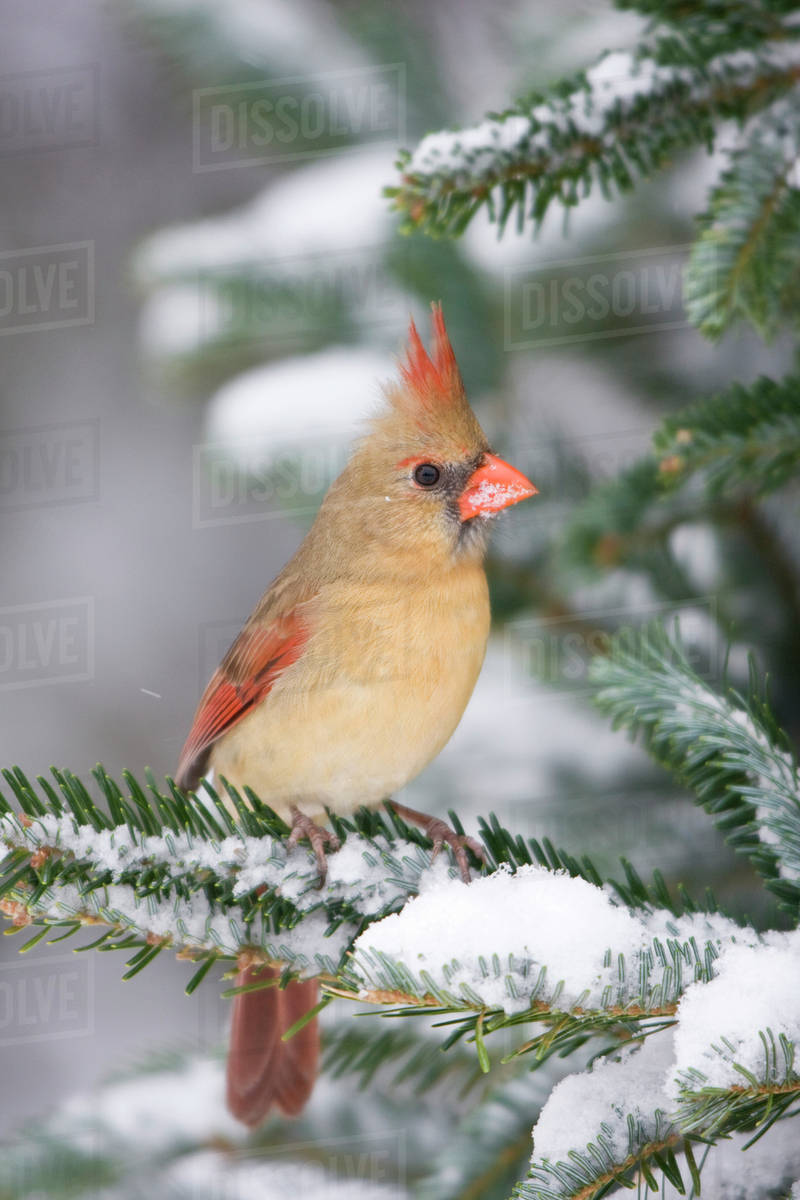 Northern Cardinal (Cardinalis cardinalis) female in Balsam fir tree in ...