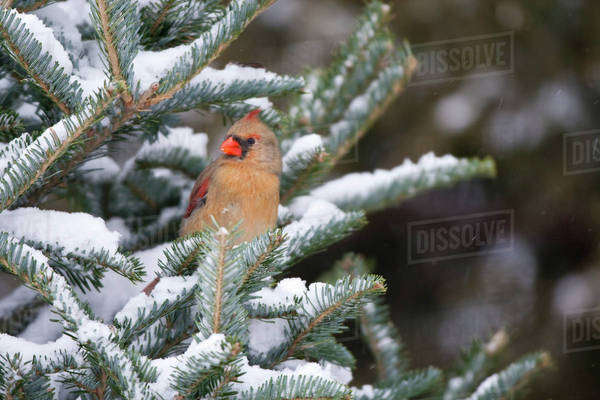 Northern Cardinal (Cardinalis cardinalis) female in fir tree in winter ...