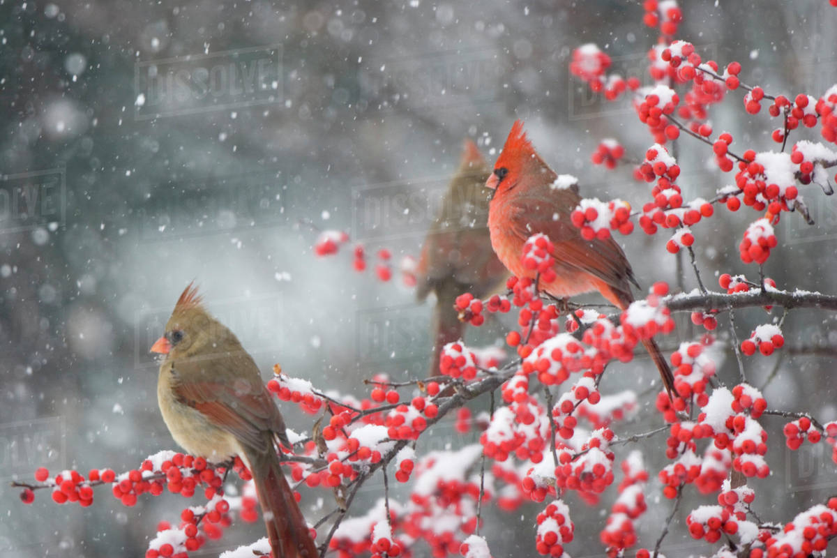Northern Cardinals (Cardinalis cardinalis) male and females in Common ...