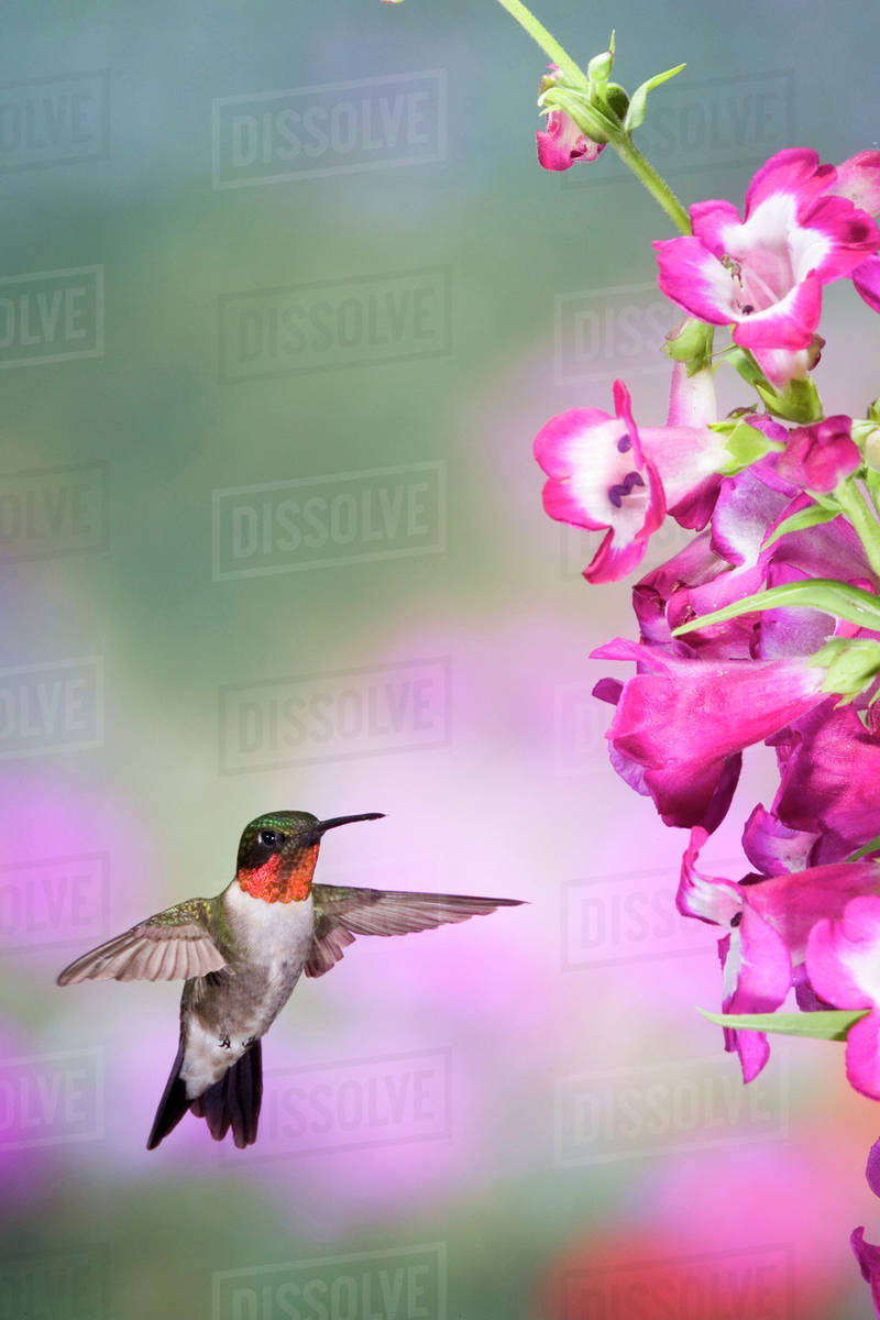 Ruby-throated Hummingbird (Archilochus colubris) male at Phoenix ...
