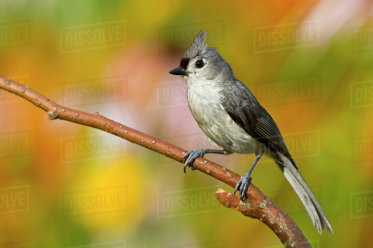 Tufted Titmouse (Baeolophus bicolor) in flower garden, Marion, Illinois ...