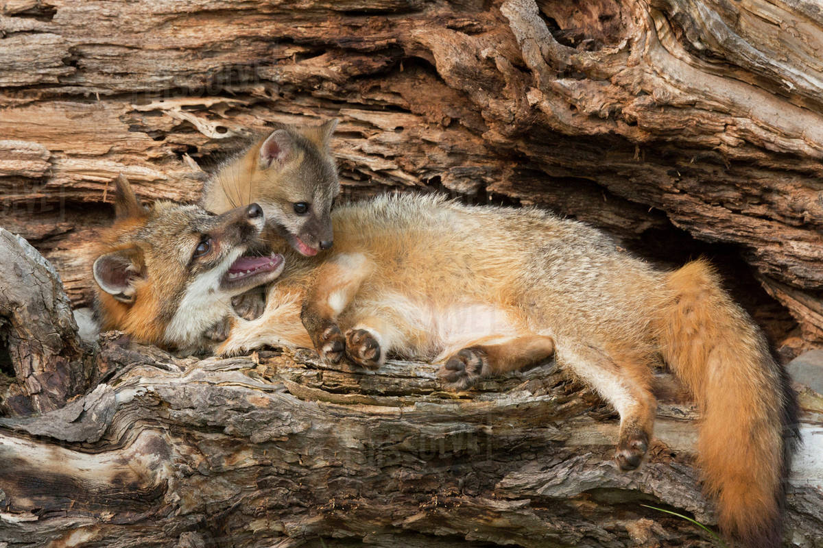 USA, Minnesota, Sandstone, Minnesota Wildlife Connection. Grey fox ...