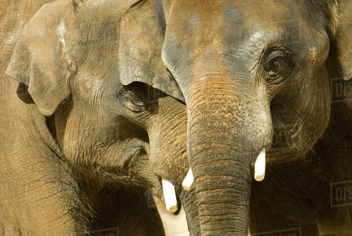 USA, NM, Albuquerque, Rio Grande Zoo. Mother and child Asian Elephants ...