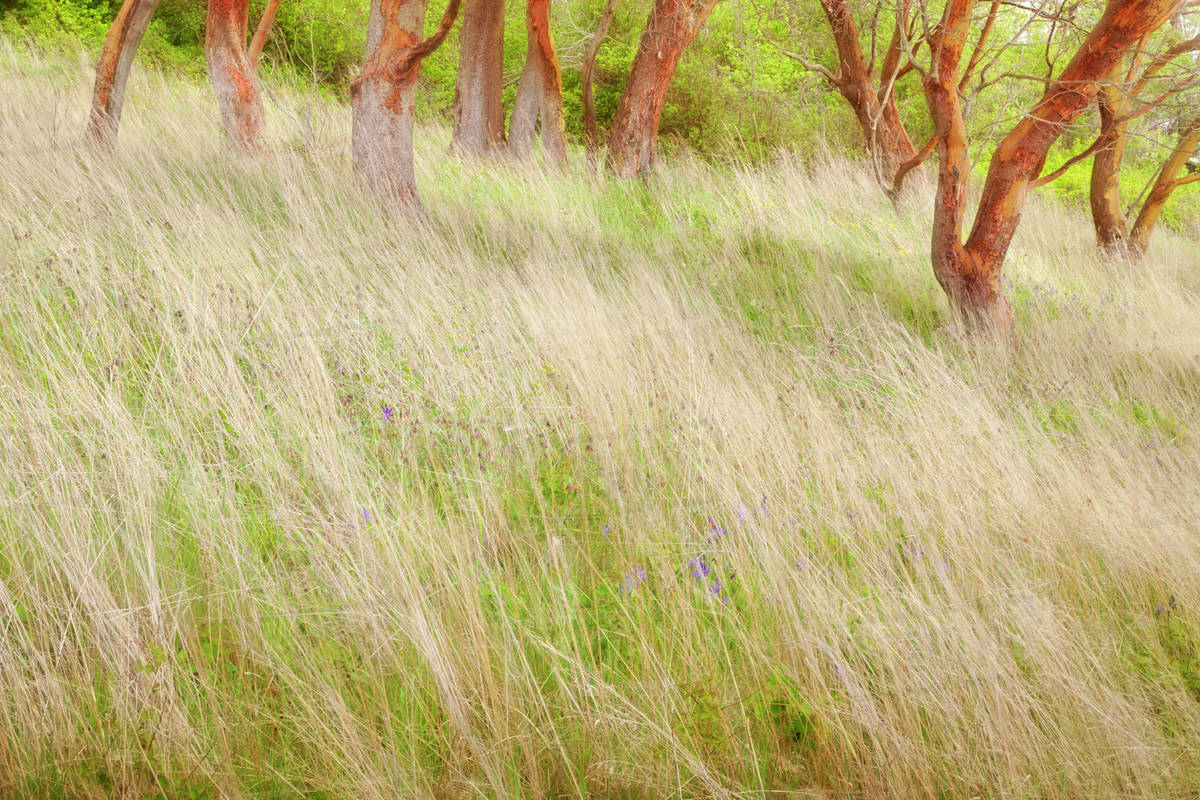 USA, Washington, San Juan Islands. Grasses and madrone trees in Yellow ...