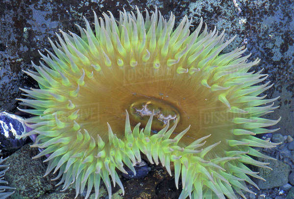 North America, USA, Washington, Olympic National Park, Rialto Beach ...