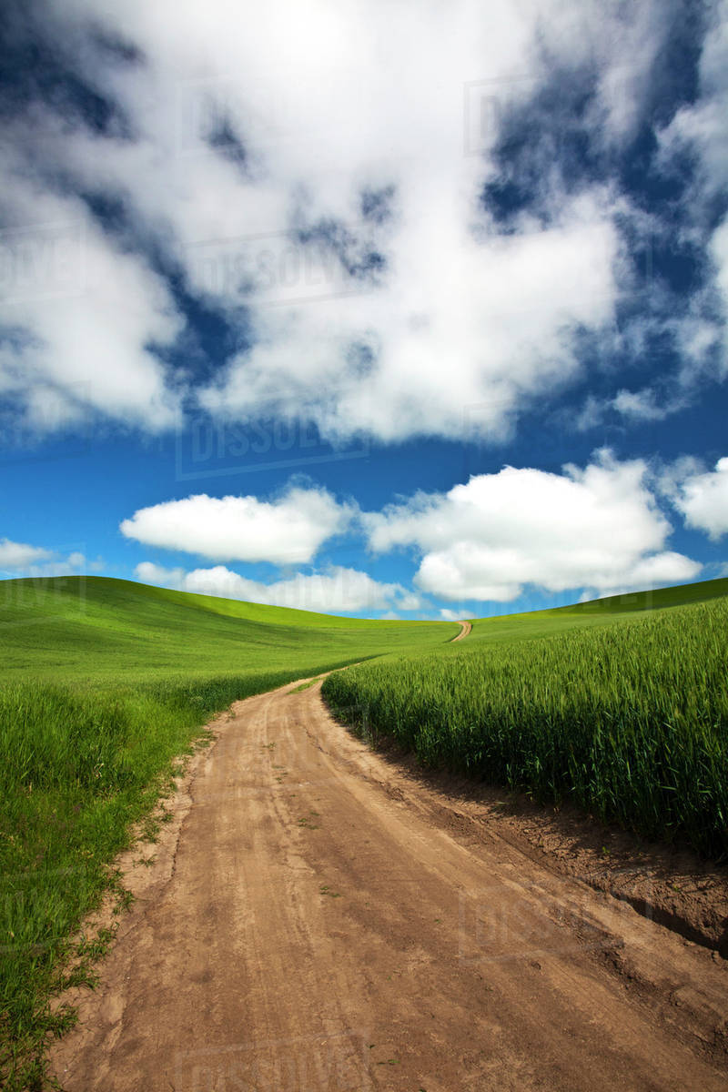 Back Country Road Through Spring Wheat Field - Royalty-free Stock Photo ...