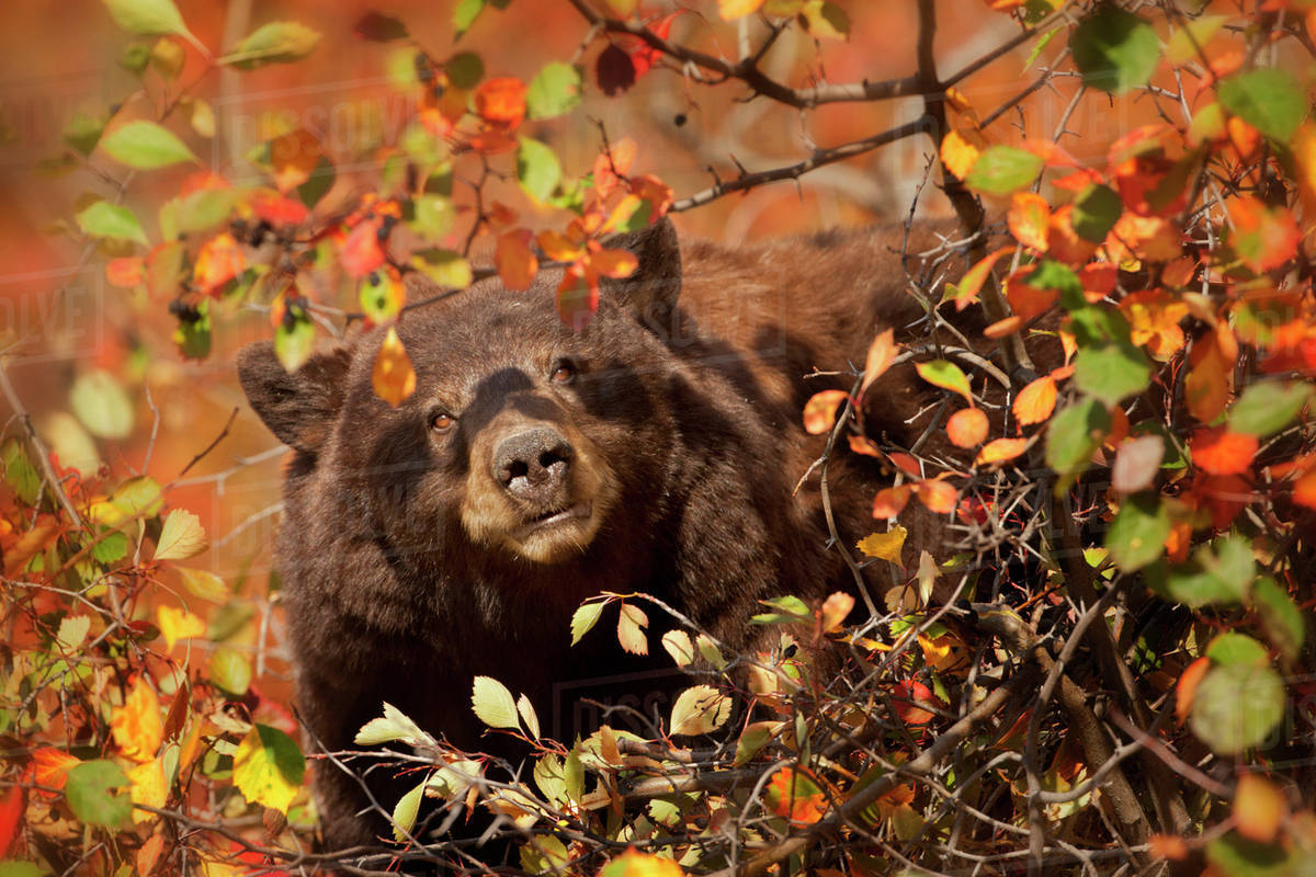 USA, Wyoming, Grand Teton National Park. Black bear foraging for ...