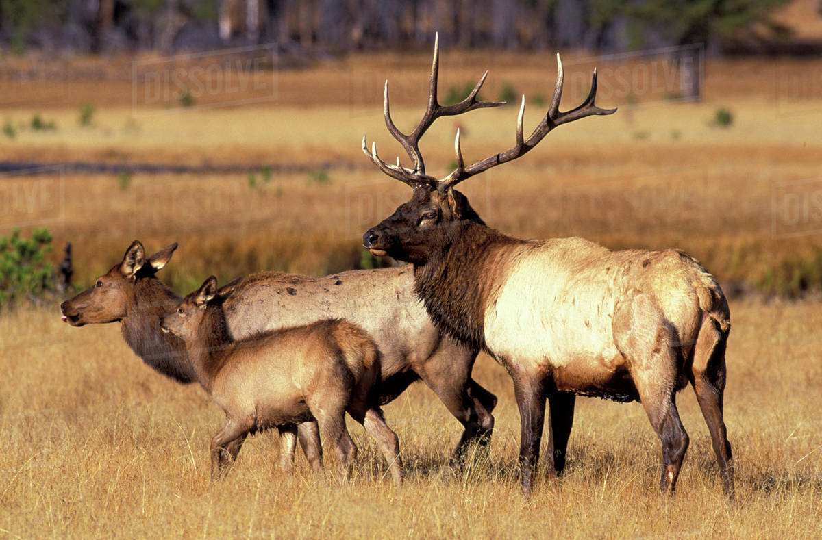 NA, USA, Wyoming, Yellowstone National Park. Bull elk with mother and ...