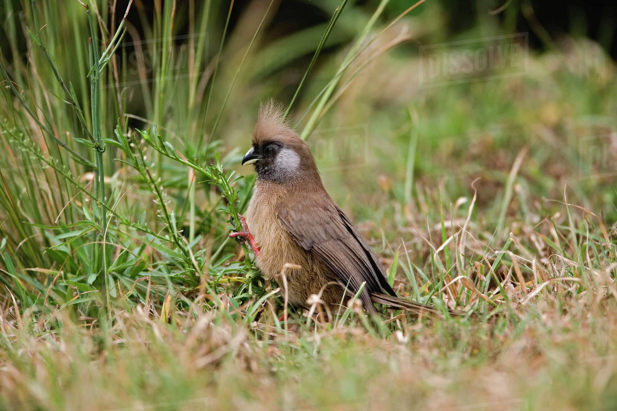 Speckled Mousebird, Colius striatus, Aberdare Country Club, Nyeri ...