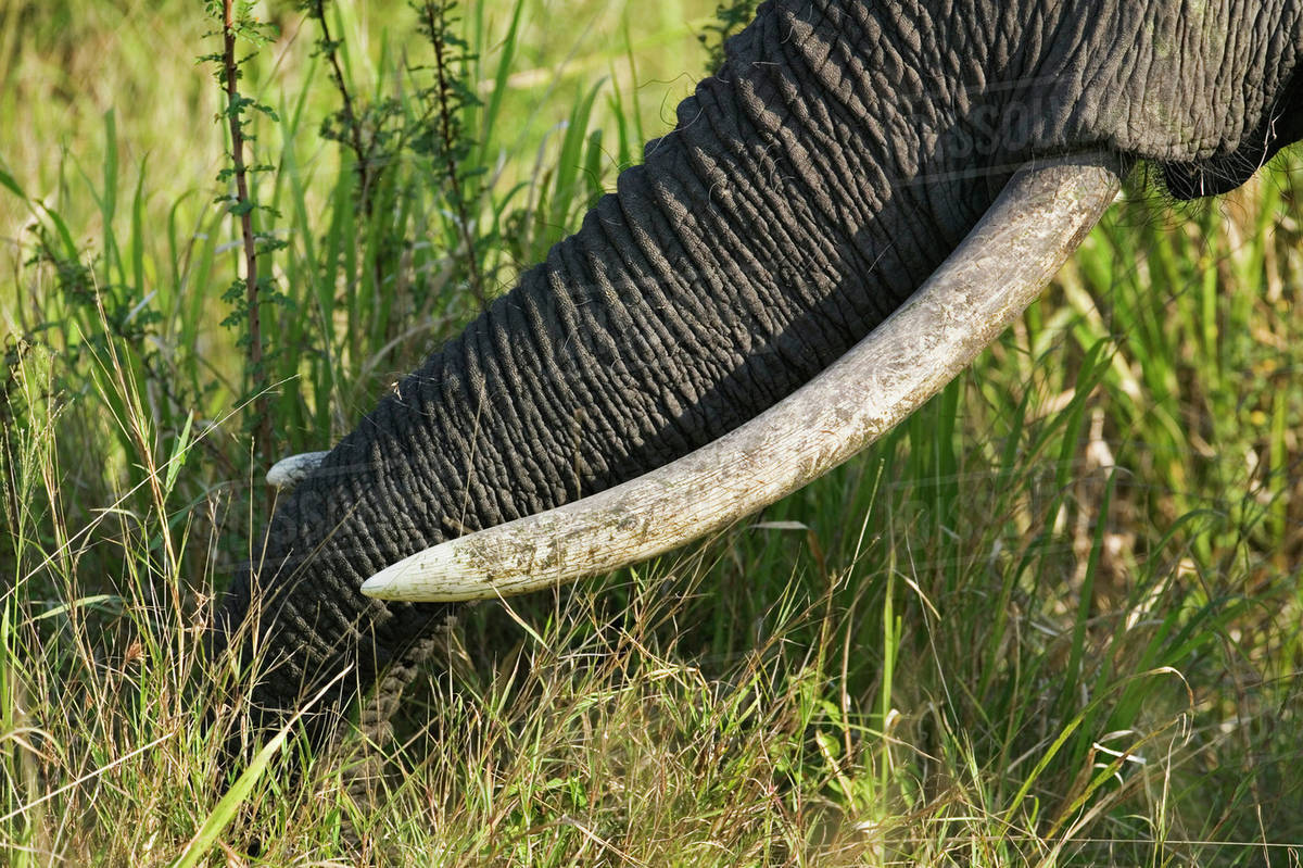 African Elephant using trunk to grasp food, Masai Mara, Kenya - Royalty ...