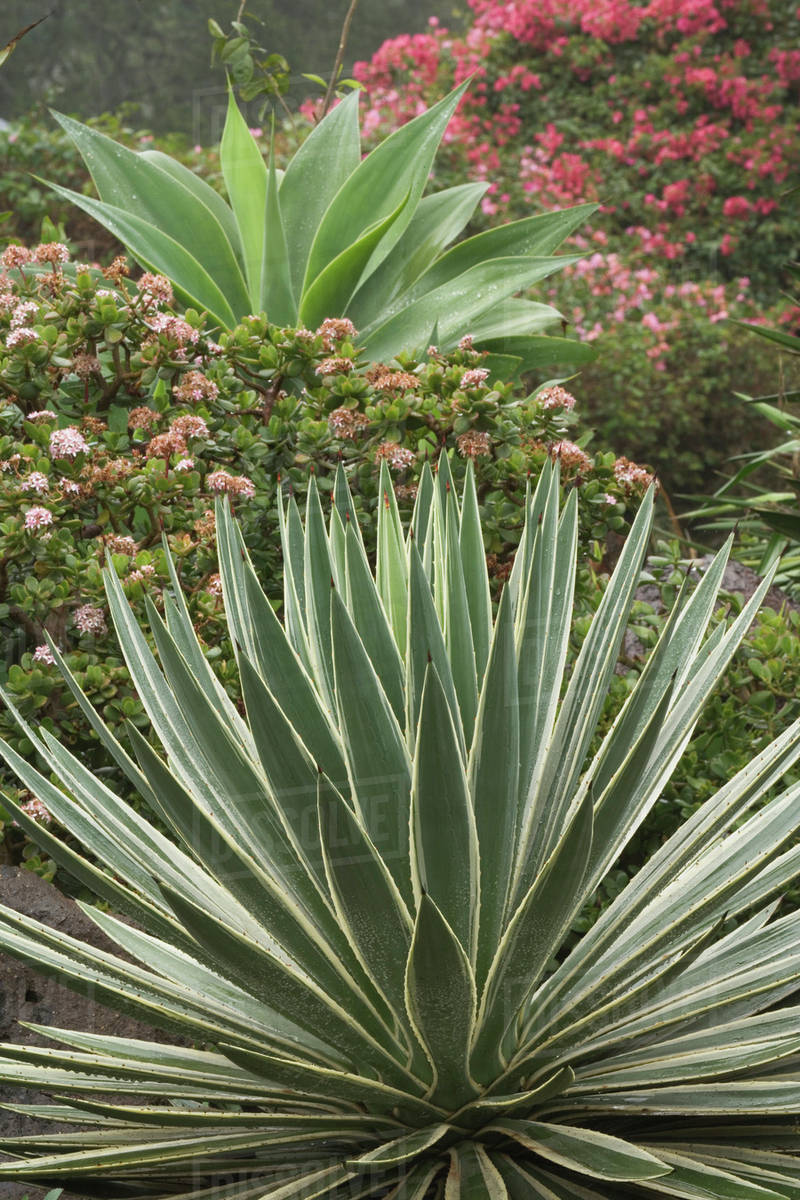 Agave cactus in garden at Abadare Country Club, Kenya - Stock Photo ...