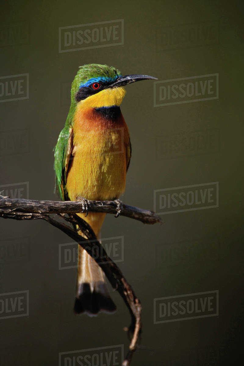 Little Bee Eater, Merops pusillus, Samburu Game Reserve, Kenya - Stock ...