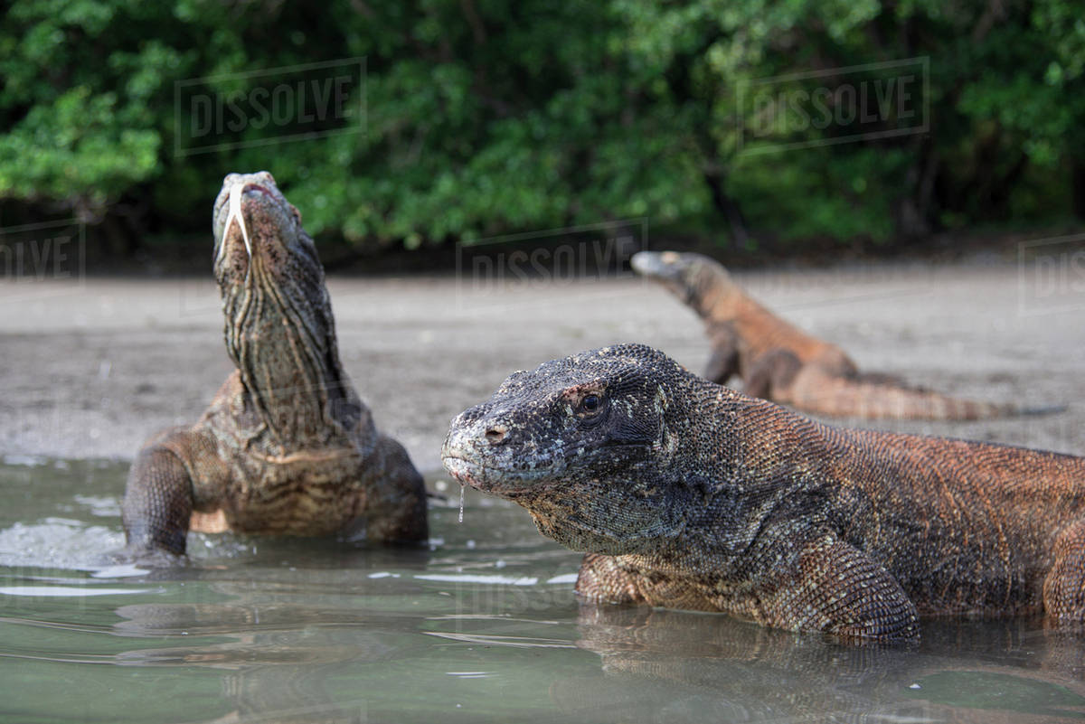 Indonesia, Rinca Island, Komodo National Park. Close-up of Komodo ...
